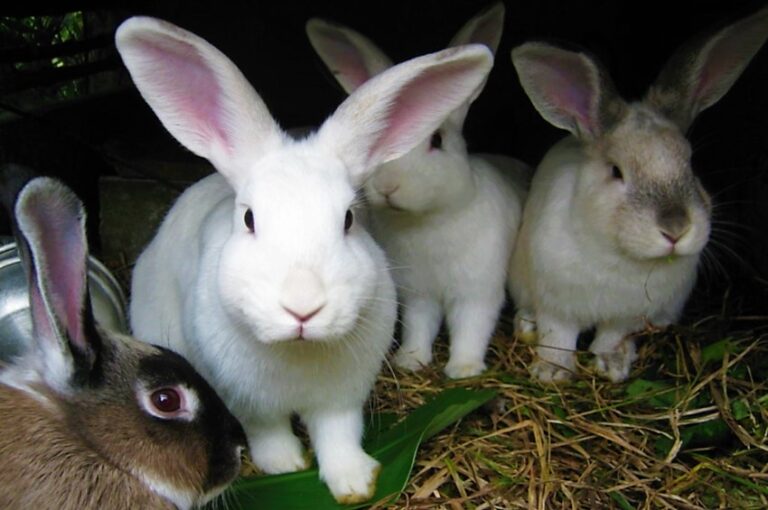 🐇 Conejos en Estados Unidos: Razas, Precios y Dónde Comprar en 2025