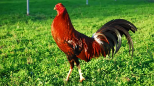 Gallos y Gallinas en EE.UU.: Mejores Razas y Precios 2025 🐔
