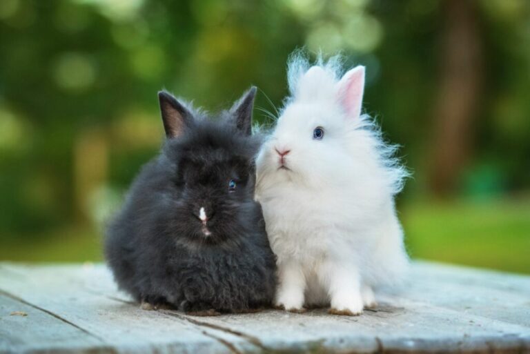 🐇 Conejos en Estados Unidos: Razas, Precios y Dónde Comprar en 2025