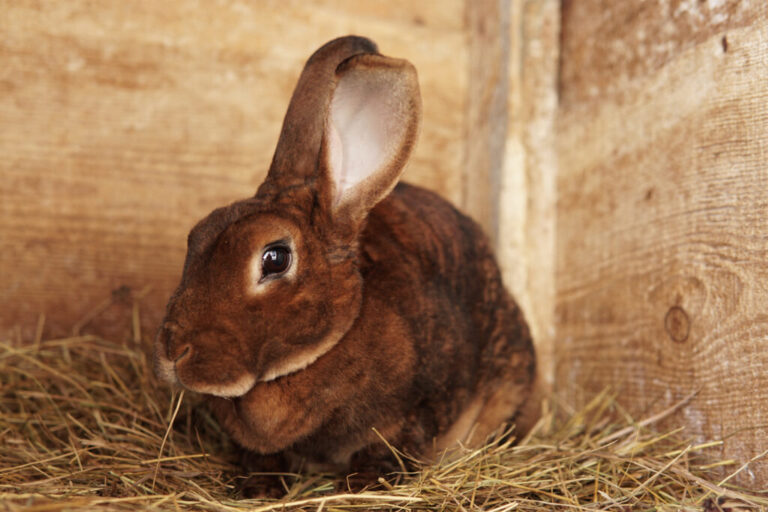 🐇 Conejos en Estados Unidos: Razas, Precios y Dónde Comprar en 2025