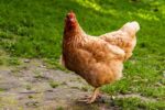 Gallos y Gallinas en EE.UU.: Mejores Razas y Precios 2025 🐔